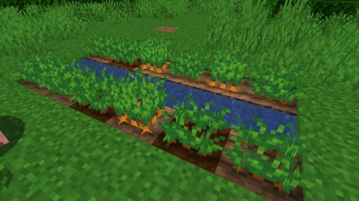 How To Grow Carrots In Minecraft Diamondlobby